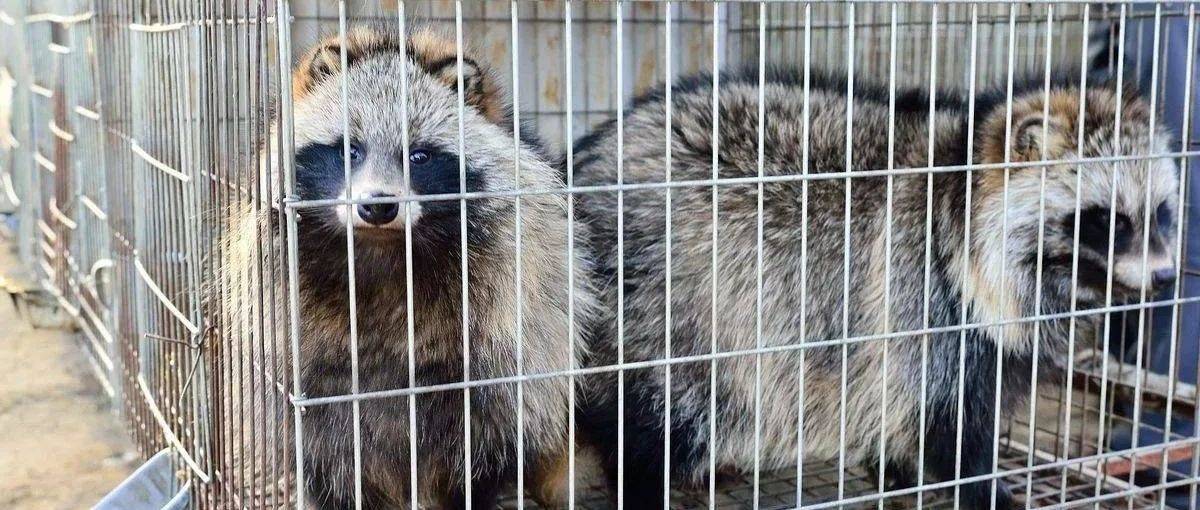 秋季换毛季节，保证狐貉轻松呼吸！_呼吸道_疾病_动物