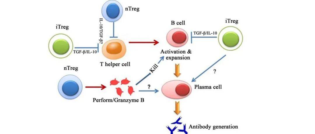 人人学懂免疫学第二十九期：iTreg的来源和简单作用机制_细胞_机体_and