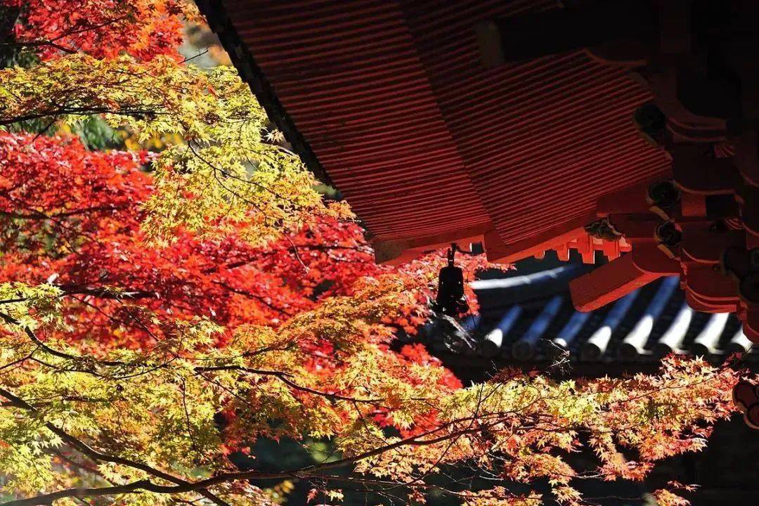 久违了红叶季！这个秋天，去日本“追枫”吧~_枫叶_赏枫_胜地