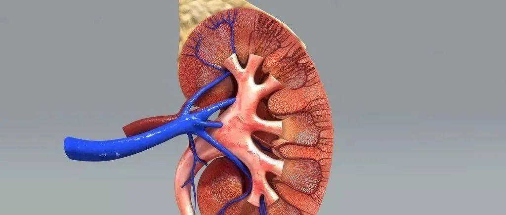 519我要灸||看脸就知道你「肾」不太好，这5个特征出卖了你……_肾脏_功能_代谢