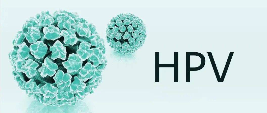 HPV是什么？ 感染HPV的途径有哪些？如何预防HPV感染？_病毒_遗传物质_黏膜