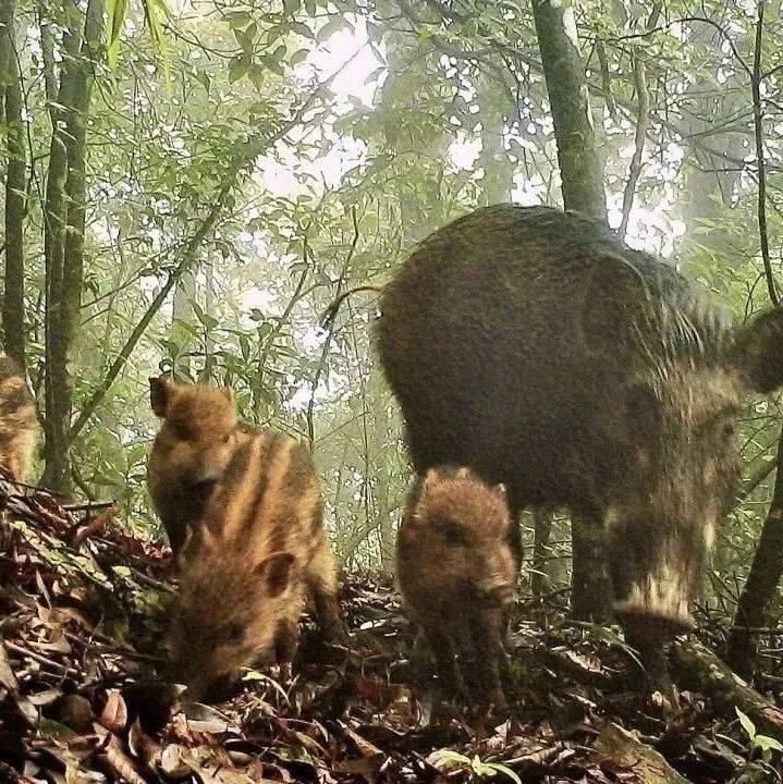 韶关一地野猪泛滥,猎捕队来了!51天完成70头任务!_防控_危害_始兴