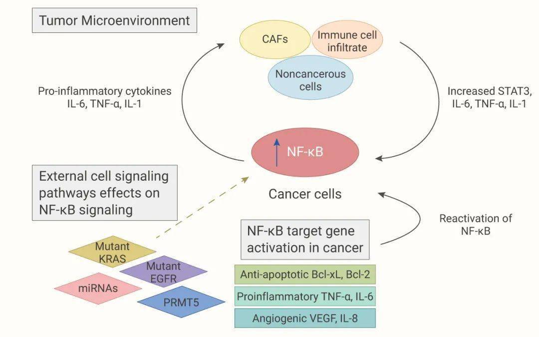 信号通路是什么鬼？先给你们讲讲 NF-κB 信号通路……_经典_RelA_蛋白