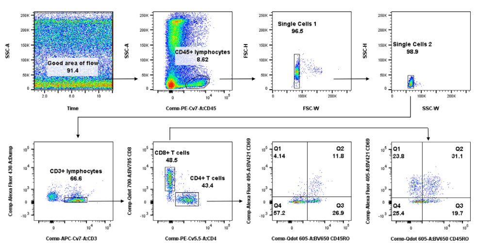 人组织常驻记忆T细胞_Trm_研究_功能