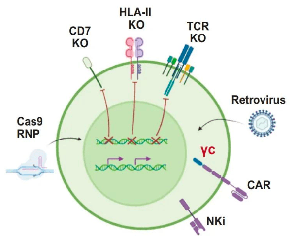 【Cell Research】浙江大学黄河/王东睿团队首次证明同种异体CD7-CAR-T细胞治疗恶性肿瘤的安全有效性_研究_患者_王东睿