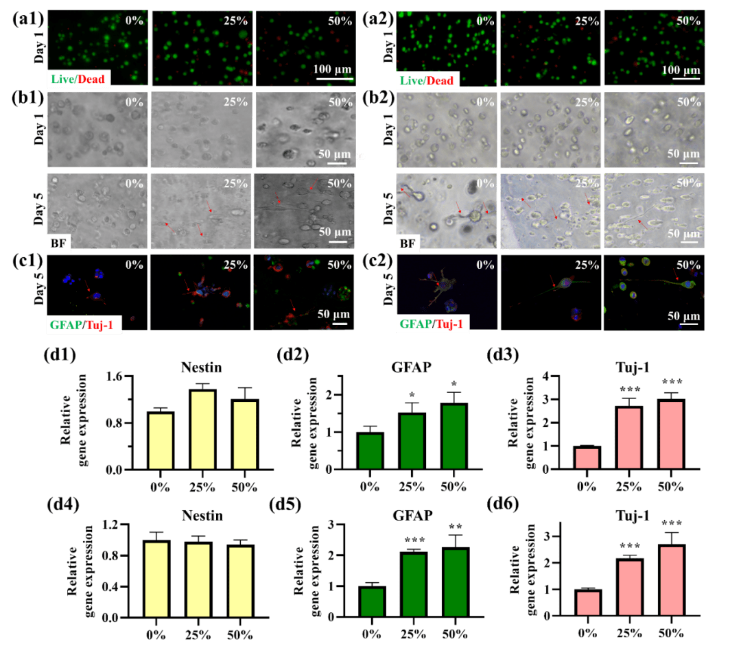 香港理工大学赵昕、梅全静等 | 机械拉伸3D水凝胶诱导神经干细胞的分化_GelMA_研究_影响