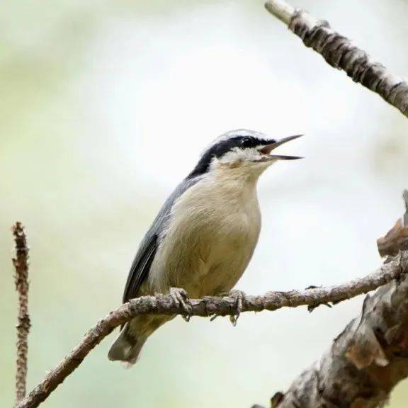 临沧凤庆：首次拍摄到国家二级保护鸟类巨䴓_赵海璇_濒危_摄影