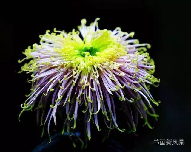 秋菊绚烂，美不胜收！ -6park.com