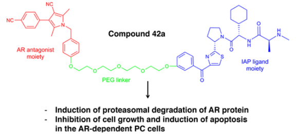 不一样的前列腺癌疗法：靶向AR PROTAC_进展_治疗_药物