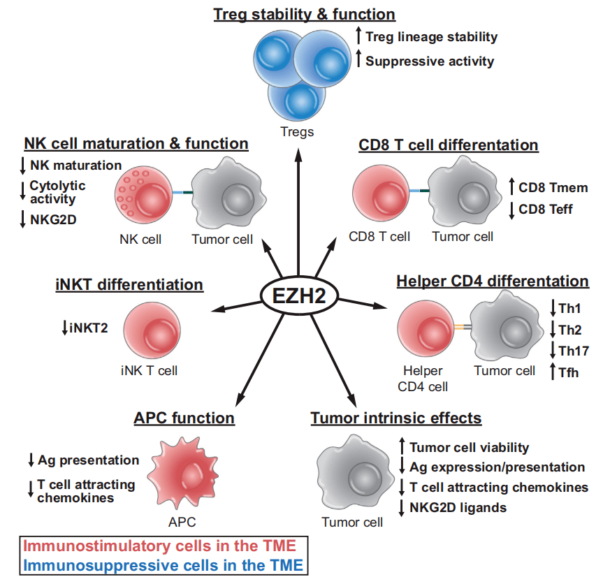免疫耐药治疗定义及机制_肿瘤_细胞系_临床