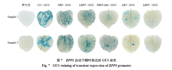 阳春砂与海南砂BPPS启动子比较及GCN4-motif正调控作用的鉴定_基因功能_砂仁_种子