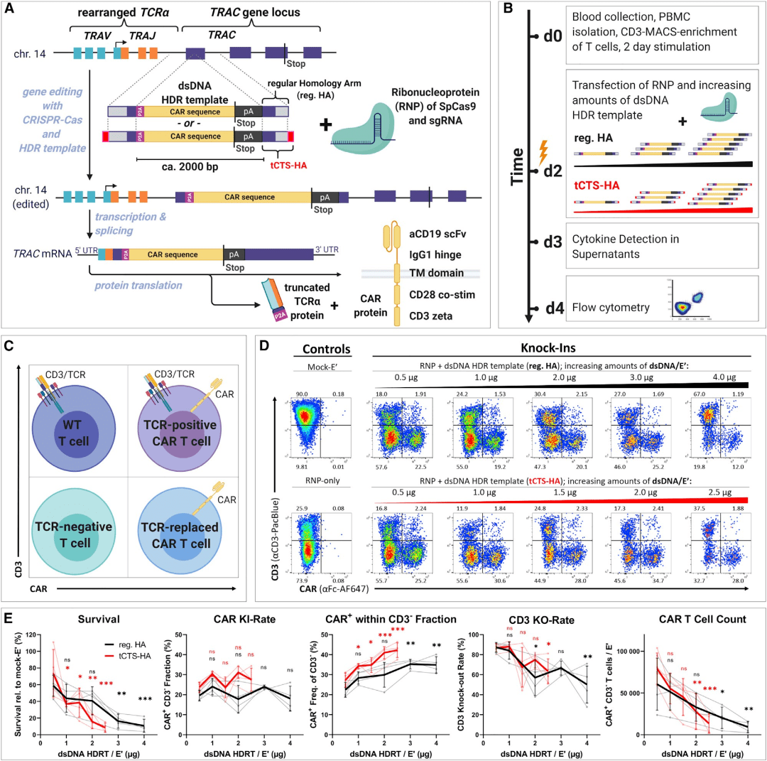 前沿速递|非病毒载体制备CAR-T，助力细胞疗法“腾飞”_基因_位点_dsDNA