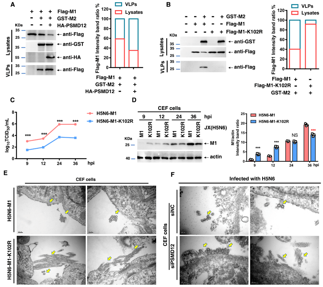 【前沿&进展】PSMD12介导M1泛素化调控A型流感病毒增殖_蛋白_宿主_研究