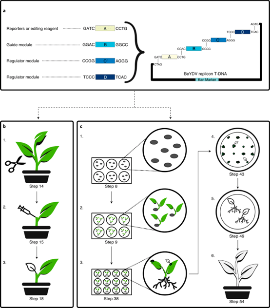 Nature Protocol | 直接递送和基于农杆菌共培养两种快速进行植物遗传转化的新方法_基因_过程_Fast-TrACC