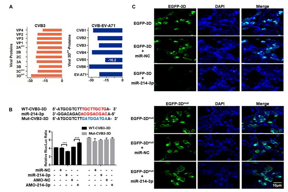 Front Microbiol|哈医大钟照华教授团队发现circRNA_0076631通过吸附miR-214-3p促进CVB复制_miRNA ...