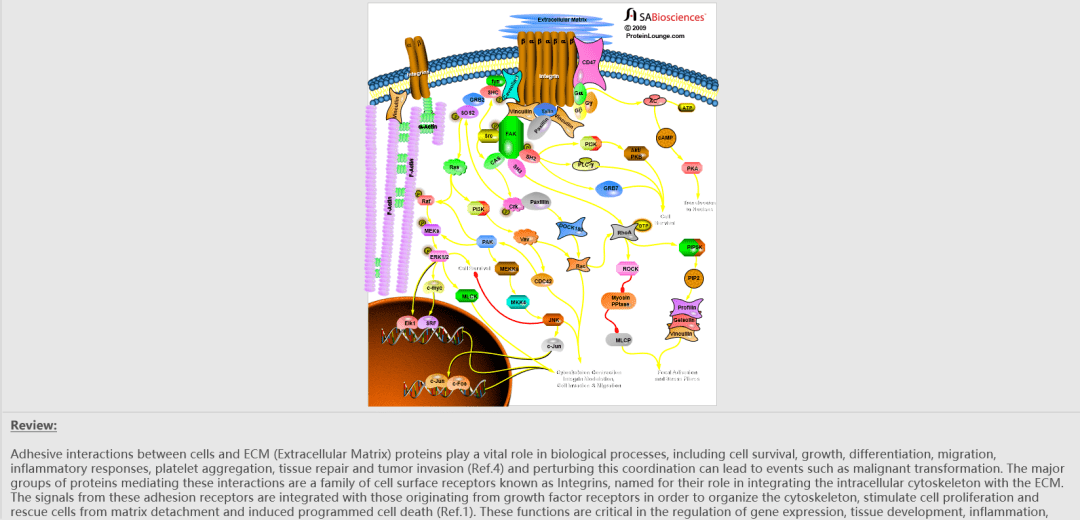 一分钟绘制信号通路图：Pathway Builder Tool画图神器及400+可编辑版经典信号通路图免费送给大家！_文献_植物_软件