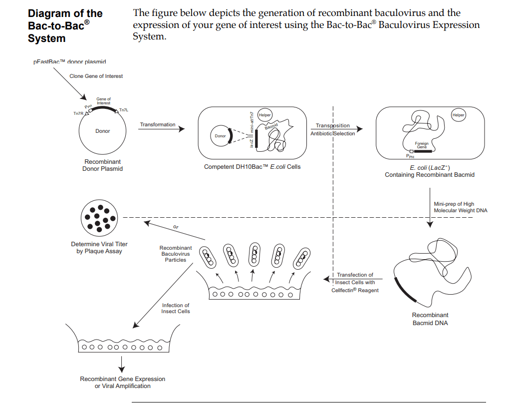 详解昆虫杆状病毒表达系统_重组_BacPAK_基因