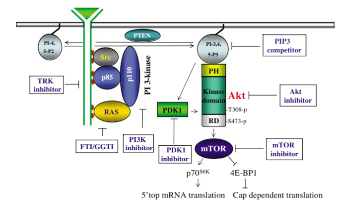 金坚团队：首个靶向AKT变构位点的PROTAC_开发_蛋白_细胞