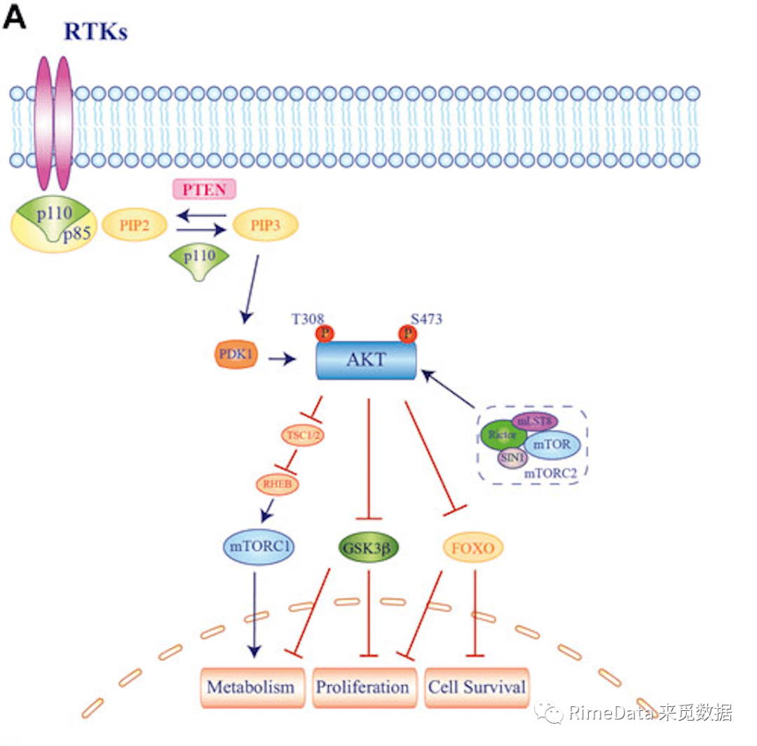 生物医药靶点赛道：Akt_亚型_细胞_研究