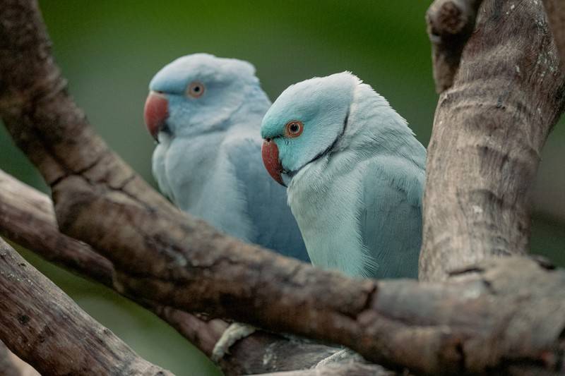 聚焦生态、航空摄影！轻量高性能镜头尼克尔 Z 800mm f/6.3 VR S评测_尼康_设计_对焦