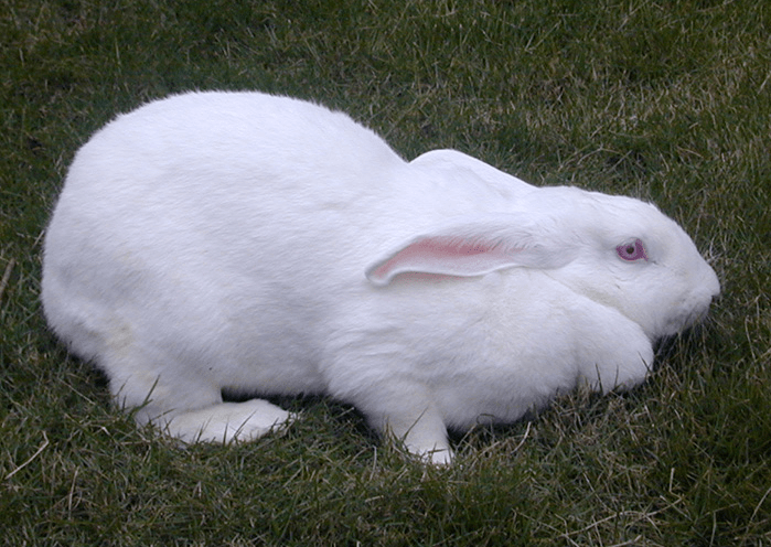 浅谈“兔”对人类生命科学研究的贡献_实验_药物_动物