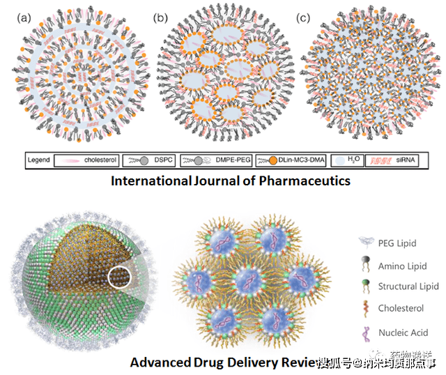 脂质体和脂质纳米粒的差别及其形成机制_siRNA-LNP_结构_核酸