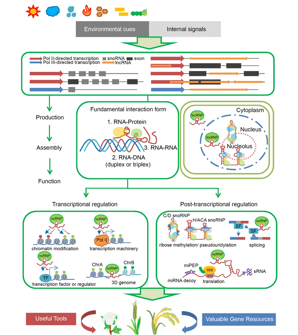 北京大学邓兴旺实验室朱丹萌课题组系统阐述植物非编码RNA研究进展_small_plants_调控