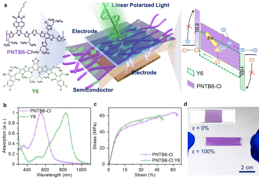 华中科技大学邵明/余宇AS：基于有机可拉伸半导体的高性能偏振探测器_期刊_材料_偏振光