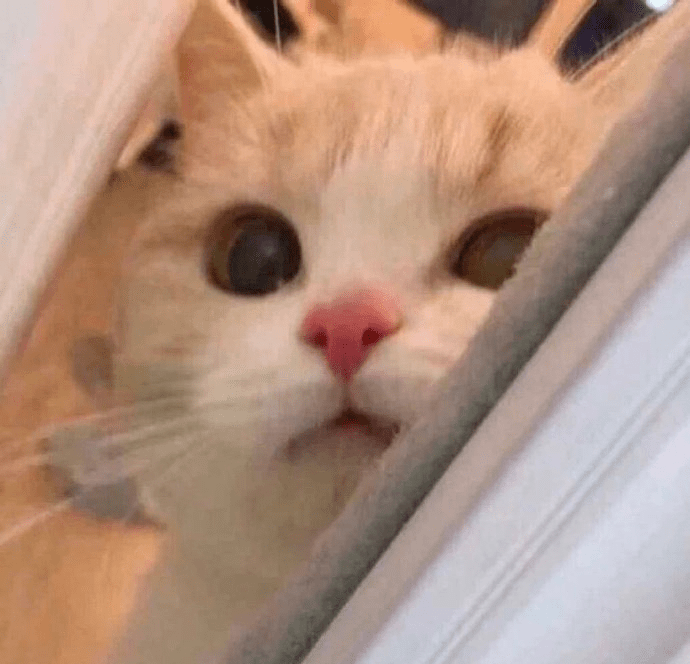 23fall第二波录取更新！港三、澳八、王爱曼华名校offer集齐！多达80份+..._留学_成都_机构