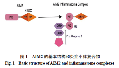 炎症小体AIM2信号通路调控及其潜在抑制剂的研究进展_dsDNA_蛋白_作用