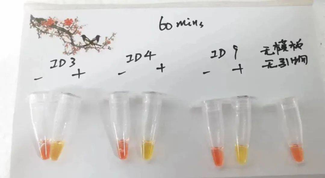 思路 | RNase HII——分子快检LAMP法的葵花点穴手_进行_检测_反应
