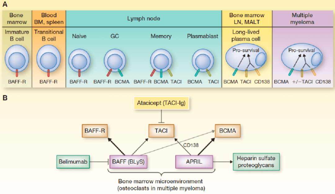 靶向BCMA的免疫细胞药物开发_全球_治疗_瑞金
