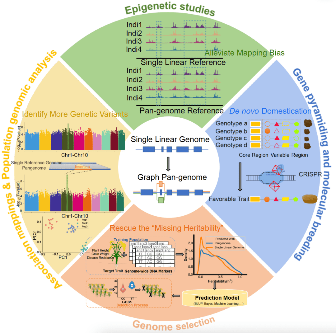 综述：植物泛基因组及其应用_序列_进行了_遗传