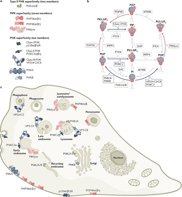 Nature Review | 抑制磷酸肌醇激酶，有望治愈所有疾病！_PIKfyve_癌症_临床