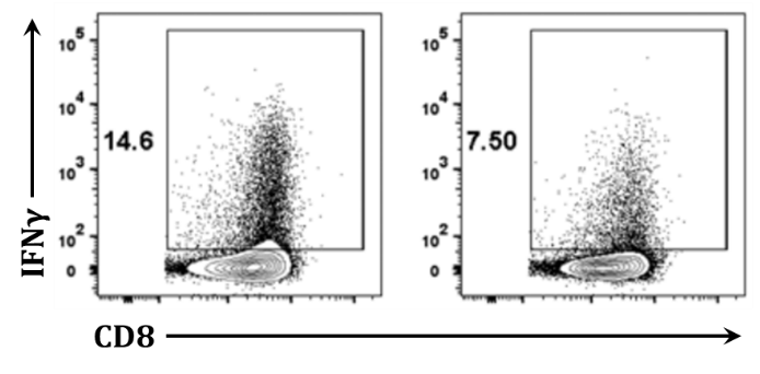 Treg的功能鉴定：检测Responder T细胞的活化_高尔基体_是一种_肿瘤