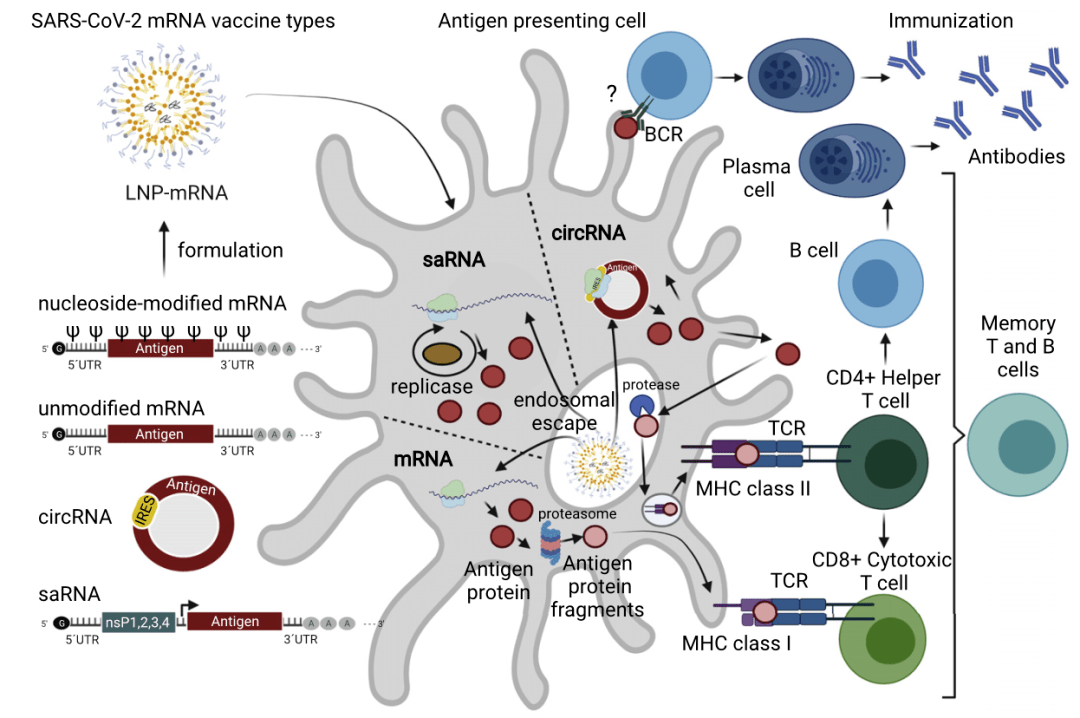 首次发现新冠mRNA疫苗体内聚腺苷酸化，增长PolyA尾巴_序列_长度_细胞系