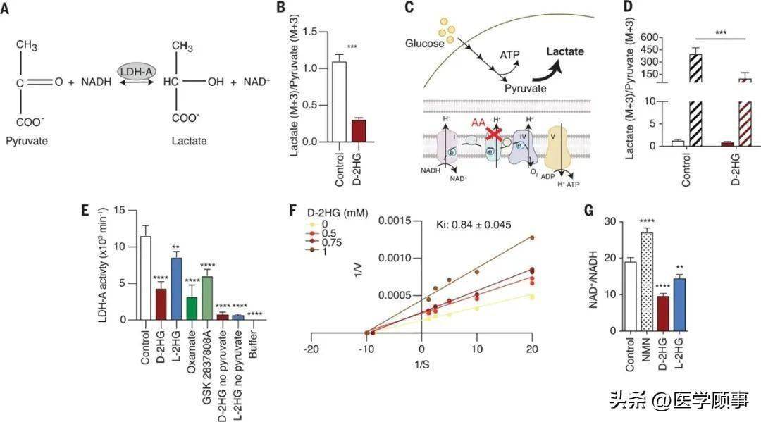 Science | 致癌代谢物D-2HG通过改变T细胞代谢损害CD8+ T 细胞功能_研究_影响_肿瘤