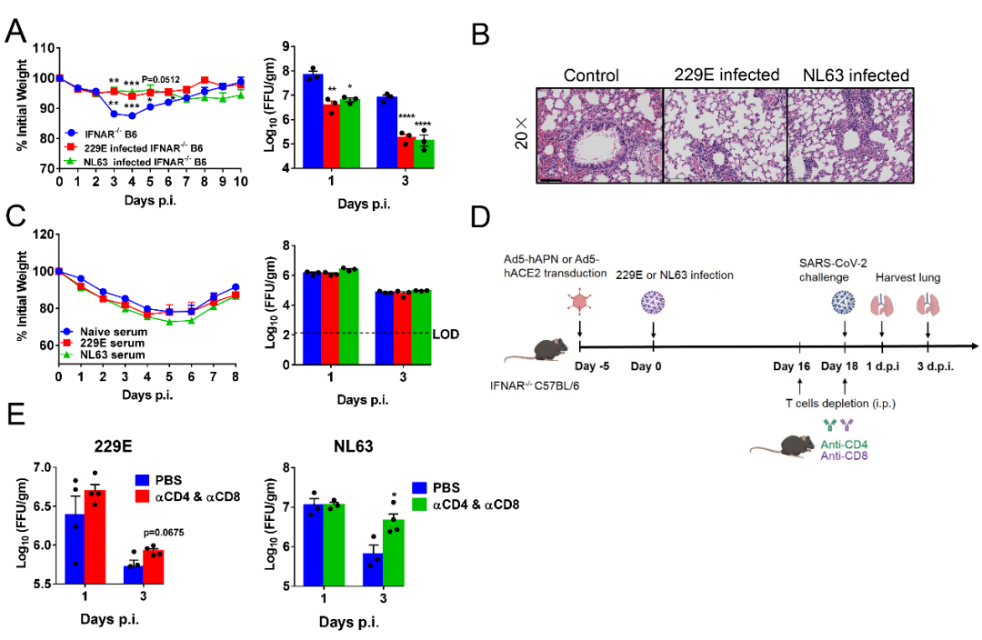 PNAS丨赵金存团队成功构建人冠状病毒229E和NL63感染小鼠动物模型，并阐明与SARS-CoV-2感染存在交叉免疫保护_研究_兰博士_Malik