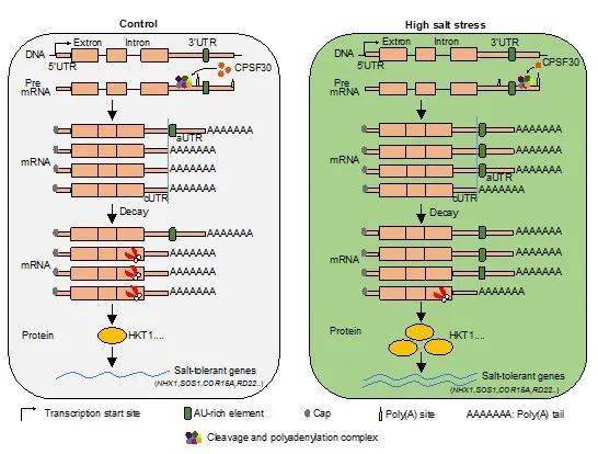 福建农林大学马留银/苏州大学吴小惠合作揭示可变3′UTR调控高盐胁迫应答的分子机制_研究_植物_花米草