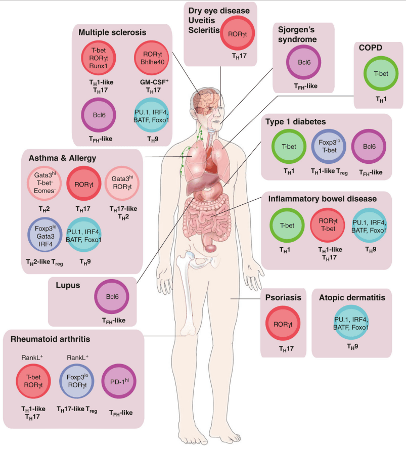 自免治疗 | 低亲和力TCR CD4+T细胞_Immunol_Sci_免疫