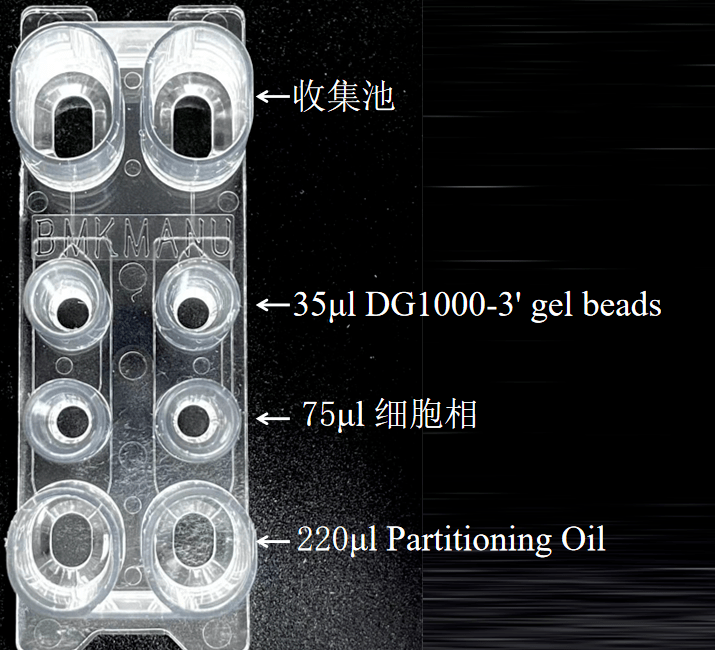 单细胞测序2 丨丨细胞捕获&cDNA扩增_Barcode_序列_Cell