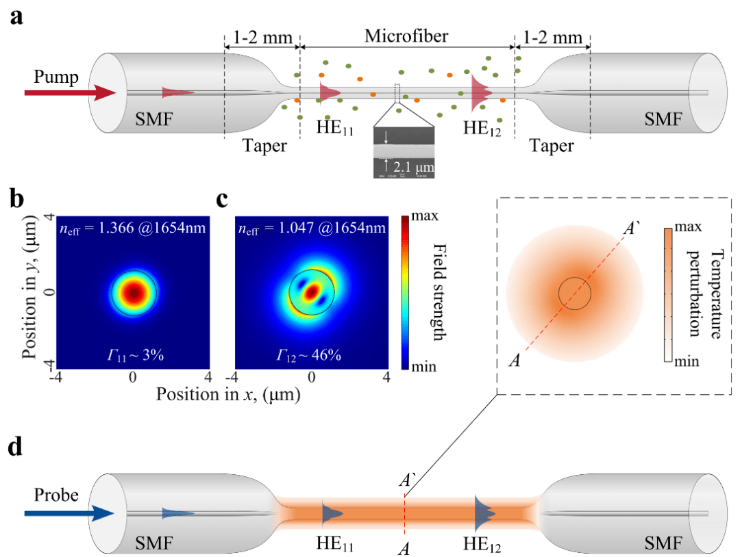 香港理工大学靳伟课题组LPR：倏逝波Lab-on-fiber实现了大动态范围、长期稳定和高灵敏度的光谱气体分析_光纤_相位差_光热