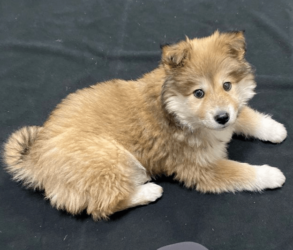 男演员捡流浪狗被全网嫌弃，两个月后......网友：捡到宝了！_Lee_猫狗_teddy