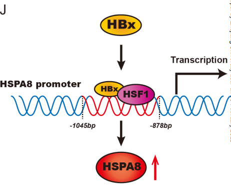 Cancer Res | 天津医科大学张晓东团队揭示HBx诱导的HSPA8刺激HBV复制并抑制铁死亡，支持肝癌进展_因子_研究_调节