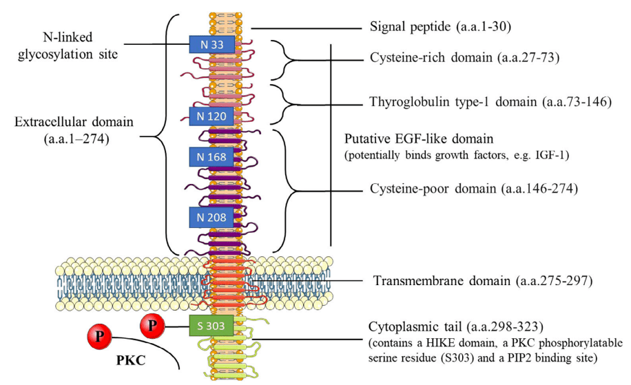 仅有一款获批药物，Trop-2赛道潜力有多大？_临床_治疗_肿瘤