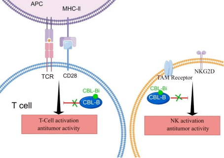 【PRO观点】AACR重磅研究一览（第五期）_Cbl-b_细胞_口头报告