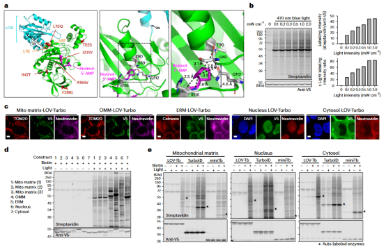 Nat. Method | 光调控的LOV-Turbo实现活细胞中邻近标记的精准时空调控_TurboID_蛋白质_Ting