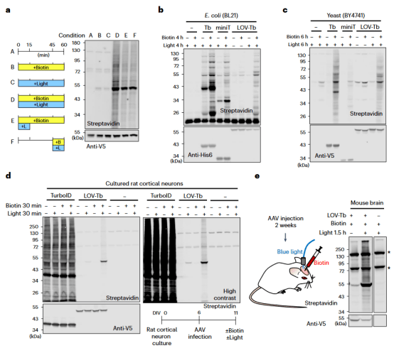 Nat. Method | 光调控的LOV-Turbo实现活细胞中邻近标记的精准时空调控_TurboID_蛋白质_Ting