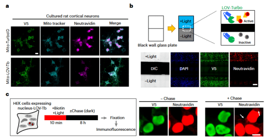Nat. Method | 光调控的LOV-Turbo实现活细胞中邻近标记的精准时空调控_TurboID_蛋白质_Ting