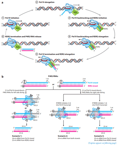 Review | 小分子RNA在植物中的产生及其调节和功能研究_sRNAs_pri-miRNA_microRNAs